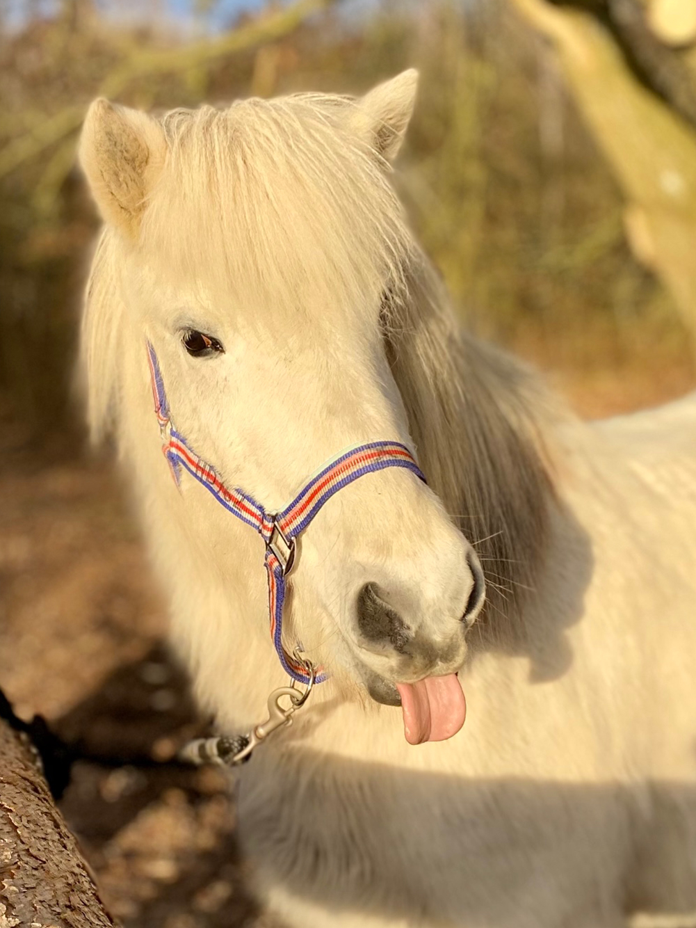 Turridning Sjælland Islandske heste i skøn natur på Feddet ved Præstø